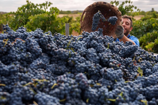 Foto: Melihat Panen Anggur di Perkebunan Spanyol | kumparan.com