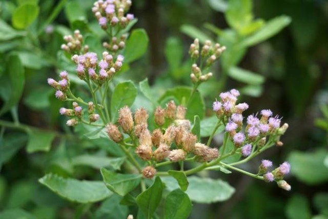 Manfaat Daun Beluntas untuk Kesehatan dan Cara Mengonsumsinya ...