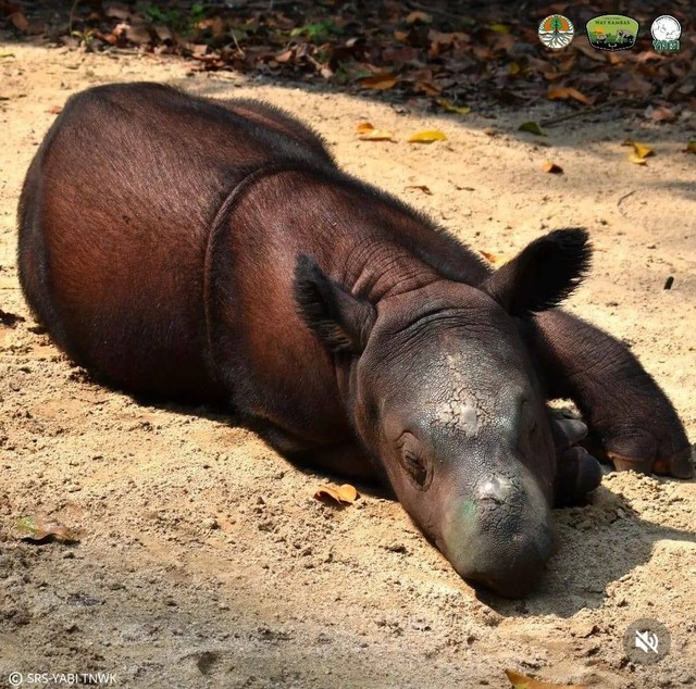 10 Fakta Mengagumkan Badak: Mamalia Darat Terbesar Kedua di Dunia ...