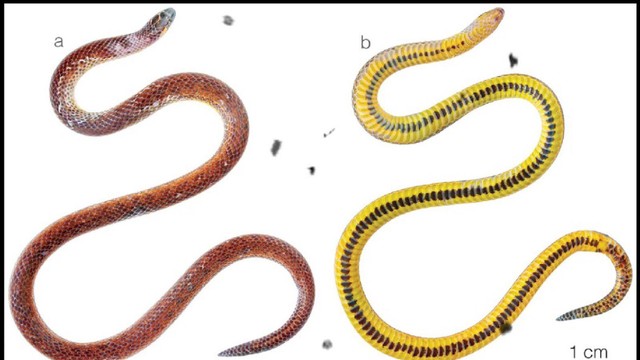 Tiga Spesies Ular Baru Ditemukan di Kuburan | kumparan.com