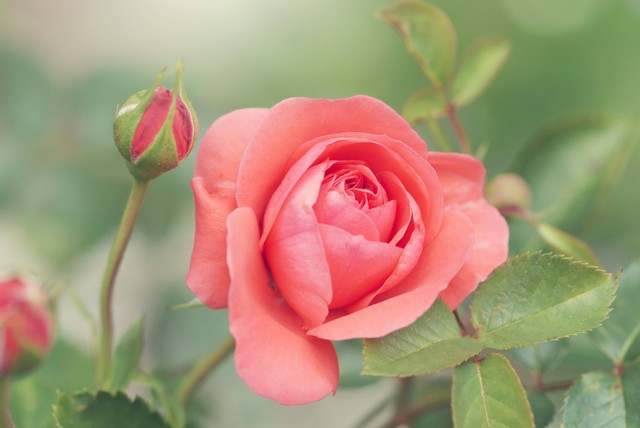 Mengenal Cara Perkembangbiakan Vegetatif Buatan pada Tumbuhan ...