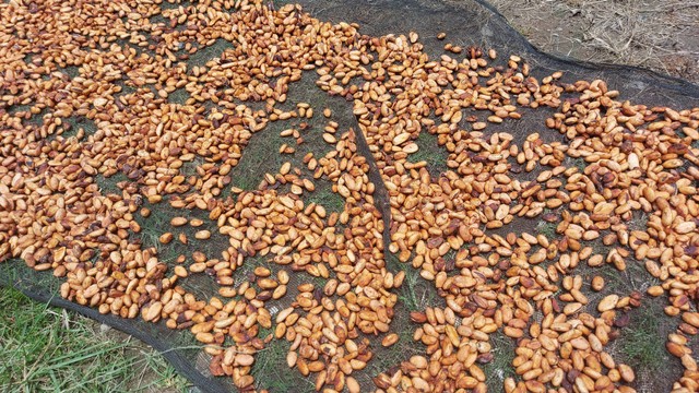 Pengalaman Jadi Petani Cokelat di Wilayah Penghasil Kakao Terbesar di ...