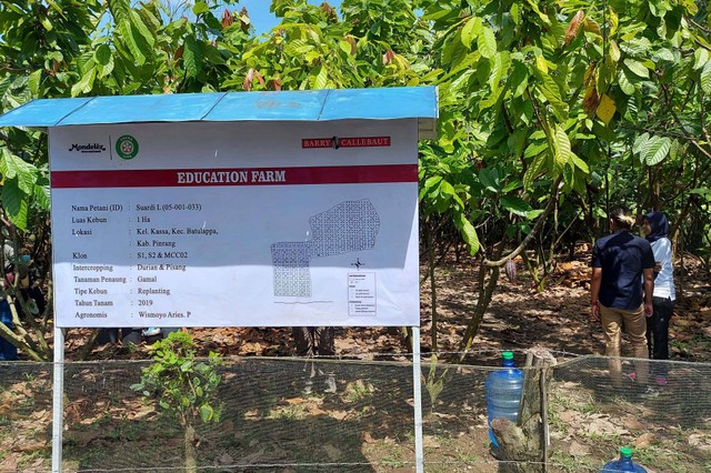 Pengalaman Jadi Petani Cokelat di Wilayah Penghasil Kakao Terbesar di ...