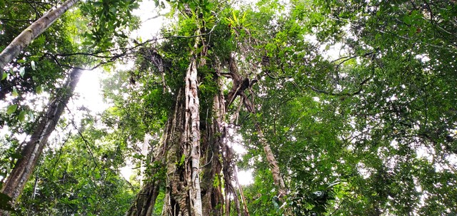 Foto: Keasrian Hutan Adat Talun Sakti Jambi | kumparan.com