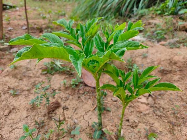 Perbedaan Porang dan Suweg Berdasarkan Ciri-Ciri Morfologinya ...