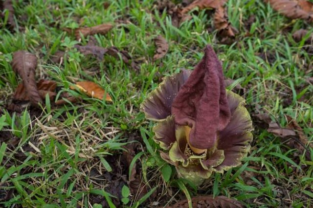 Perbedaan Porang dan Suweg Berdasarkan Ciri-Ciri Morfologinya ...