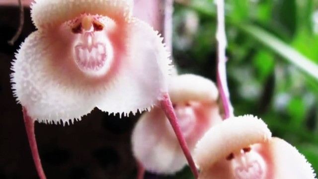 Ini Anggrek Berwajah Monyet Paling Populer Sekaligus Langka di Dunia ...