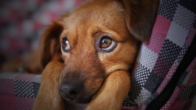 5 Jenis Ras Anjing Kecil yang Cocok Dipelihara beserta Karakteristiknya ...
