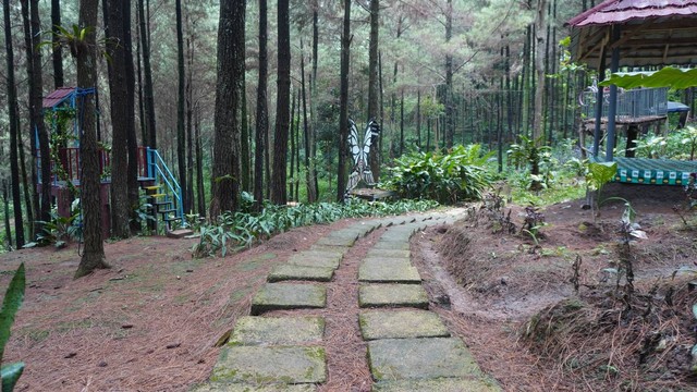 Menikmati Keindahan Alam yang Tenang dan Sejuk di Wisata Bukit Pinus ...