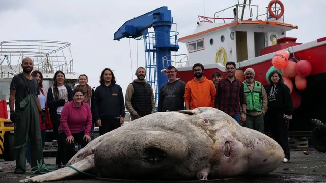 Ikan Mola-mola Raksasa Seberat 3 Ton Ditemukan, Cetak Rekor Dunia ...