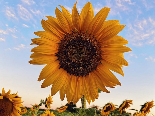 Fungsi Dasar Bunga pada Tumbuhan | kumparan.com