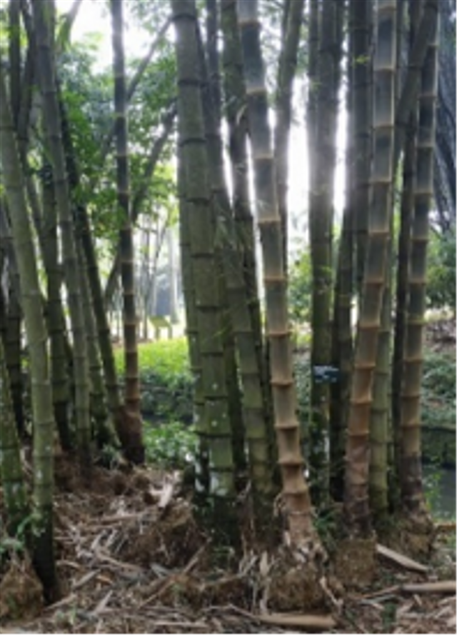 Konservasi Kearifan Lokal dan Keanekaragaman Hayati melalui Kentungan ...