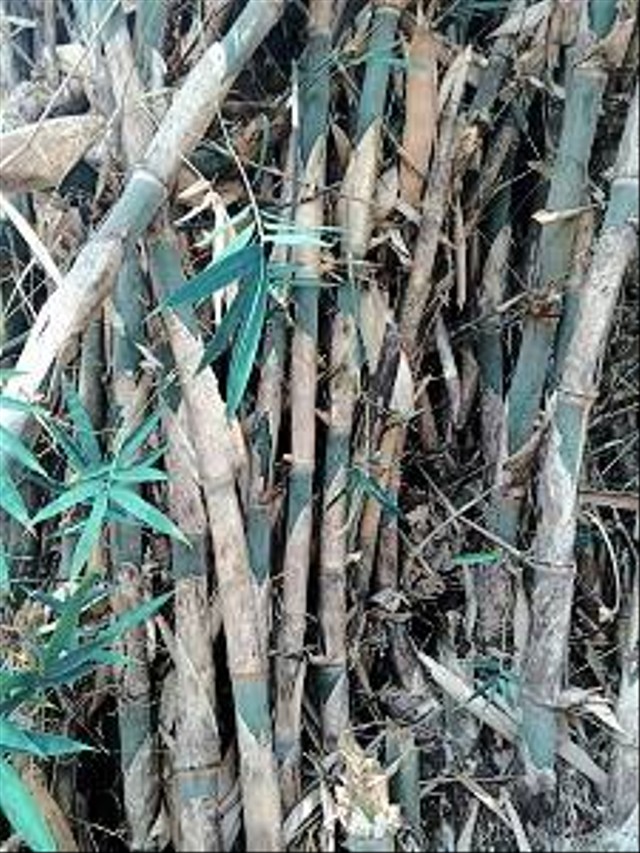 Konservasi Kearifan Lokal dan Keanekaragaman Hayati melalui Kentungan ...