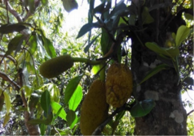 Konservasi Kearifan Lokal dan Keanekaragaman Hayati melalui Kentungan ...