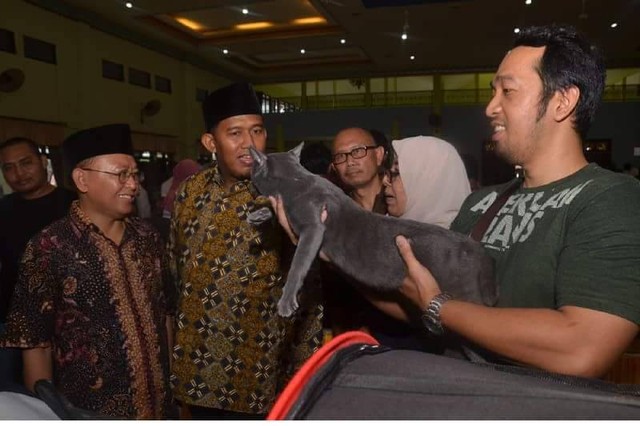 Kucing Busok Asli Indonesia Viral Diakui Dunia, Ras Apa Itu? | kumparan.com