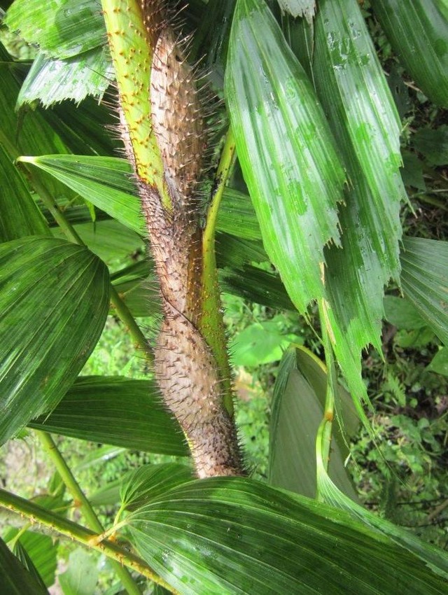 Keanekaragaman Rotan di Indonesia | kumparan.com