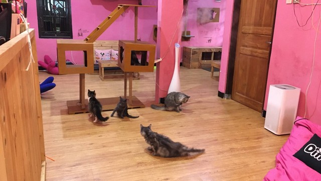 Unik, Kafe di Yogyakarta yang Menawarkan Sensasi Nongkrong Bersama Kucing | kumparan.com