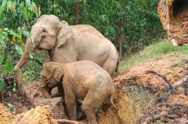 Kisah Haru Induk Gajah Menolong Anaknya yang Terperosok Lubang Galian ...