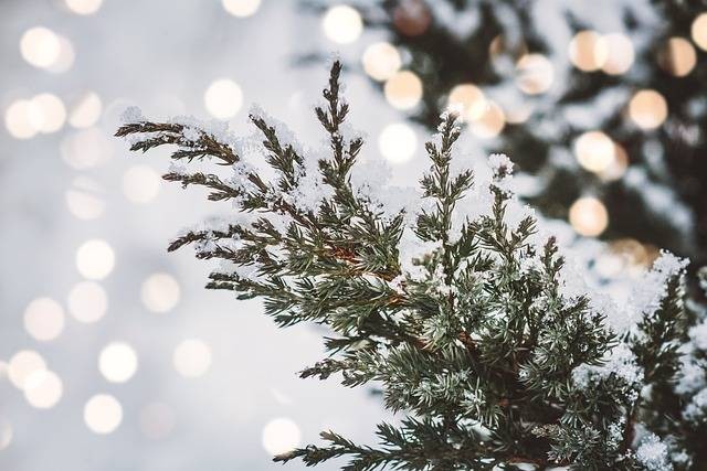 Mengenal Tanaman Cedar atau Aras dan Mitosnya | kumparan.com