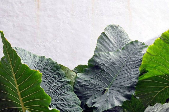 5 Bunga Anthurium Termahal yang Memiliki Harga Fantastis | kumparan.com