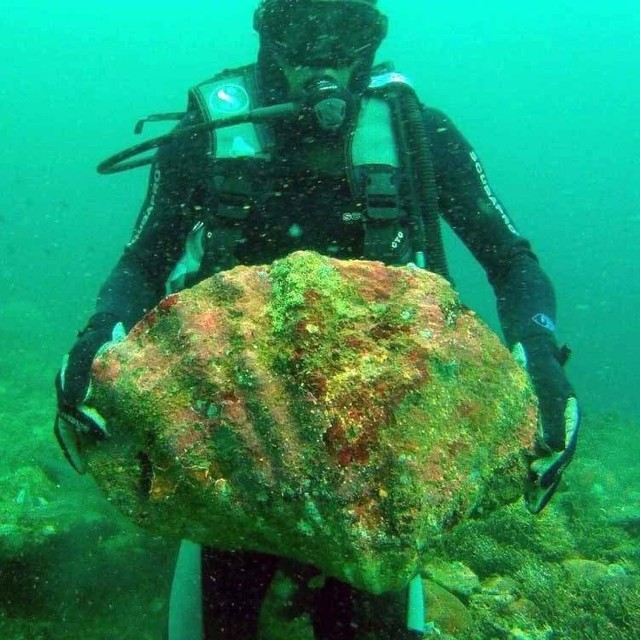 Menyelamatkan Kima dari Kepunahan di Rumah Konservasi Toli-toli ...