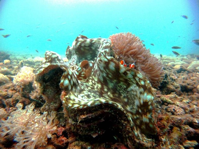 Menyelamatkan Kima dari Kepunahan di Rumah Konservasi Toli-toli ...