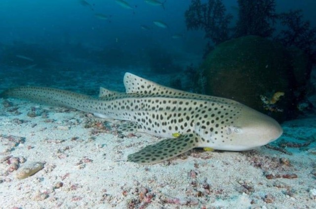 Proyek Restocking Hiu Belimbing di Raja Ampat Pertama di Dunia ...