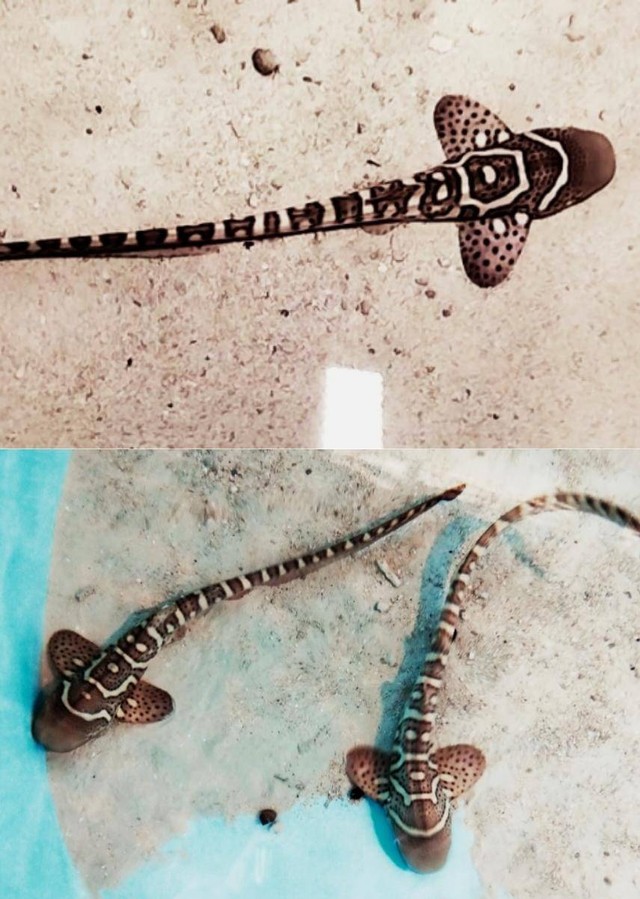 3 Anak Hiu Belimbing Hasil Restocking Diberi Nama Charlie, Kathlin, dan ...