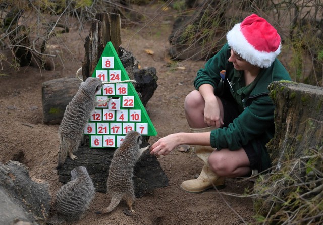 Foto: Melihat Pertunjukkan The Magic of Christmas di Kebun Binatang ZSL ...