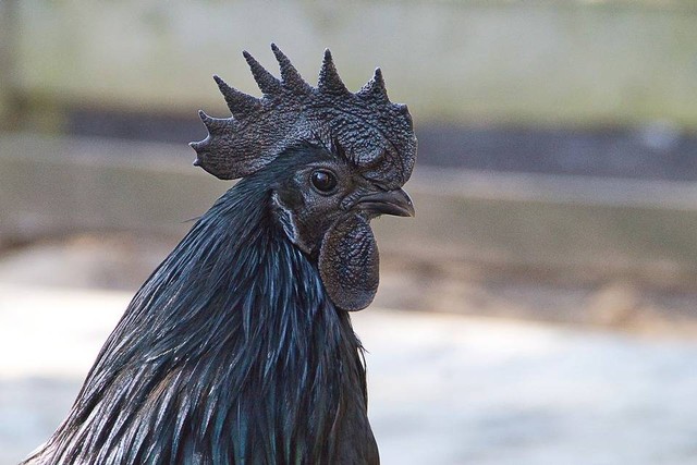 5 Ayam Termahal di Dunia, Paling Mahal dari Indonesia | kumparan.com