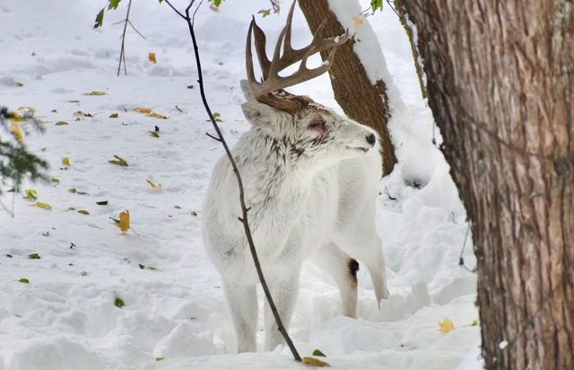 Rusa Putih Super Langka Ditemukan di New York, Begini Penampakannya ...