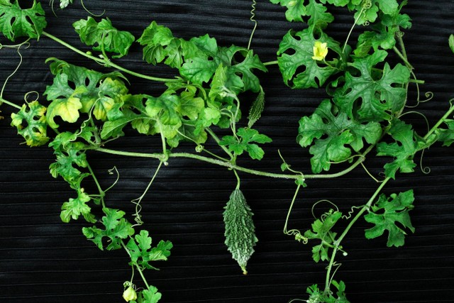 7 Manfaat Daun Paria untuk Kesehatan, Bisa Cegah Kanker | kumparan.com