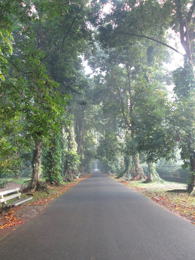 Dari Serasah Menjadi Rupiah | kumparan.com