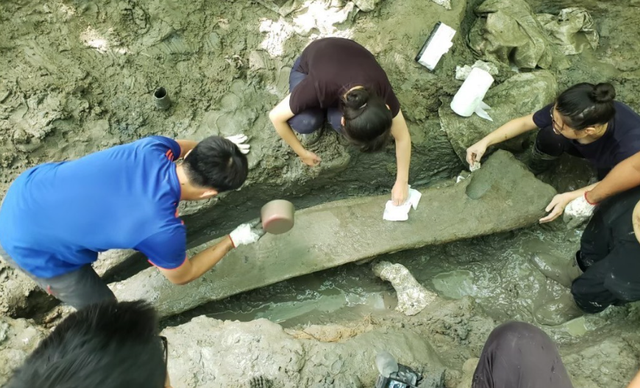 Fosil Paus Purba Sepanjang 15 Meter Ditemukan di Taiwan, Begini ...