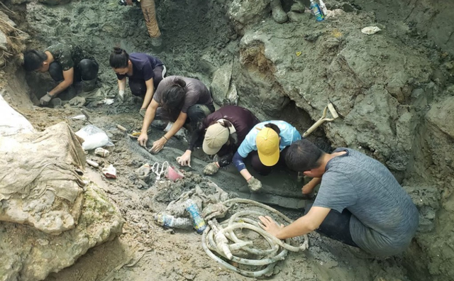 Fosil Paus Purba Sepanjang 15 Meter Ditemukan di Taiwan, Begini ...