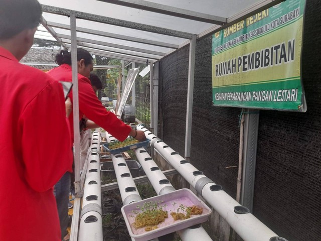 Gerakan Tanam Hidroponik Mahasiswa KKN Untag Surabaya | kumparan.com