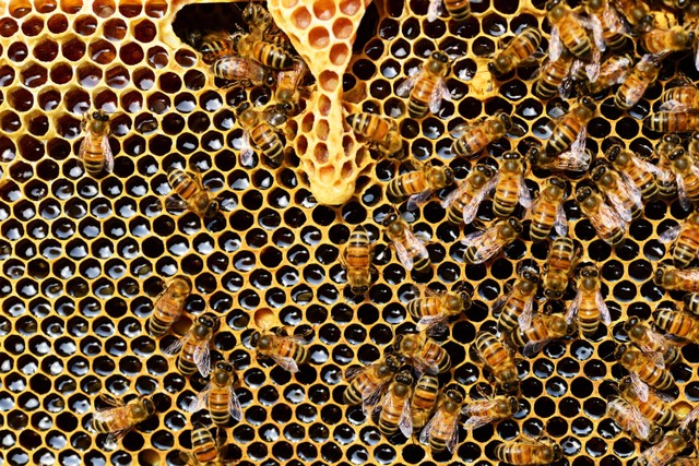 8 Manfaat Propolis untuk Kesehatan Tubuh | kumparan.com