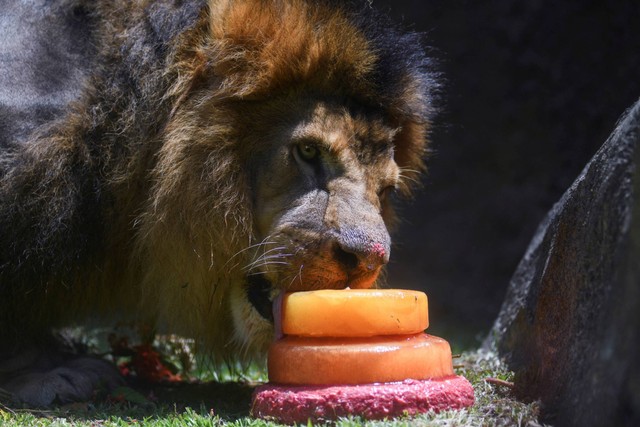 Foto: Simba, Singa di Kebun Binatang Brasil Merayakan Ulang Tahun ke-14 ...