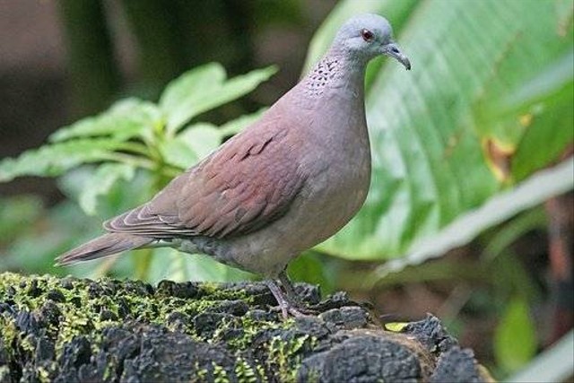 7 Makanan Burung Perkutut untuk Meningkatkan Kualitas Kicauan ...