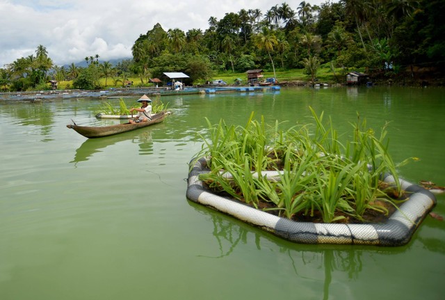 Foto: Melihat Konservasi Lahan Basah Terapung Buatan di Danau Maninjau ...