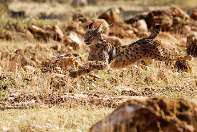Foto: 5 Kucing Lynx Iberia yang Terancam Punah di Spanyol ...