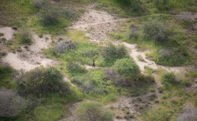 Kisah Bocah 4 Tahun Tersesat di Hutan Afrika Penuh Hyena Selama 6 Hari | kumparan.com