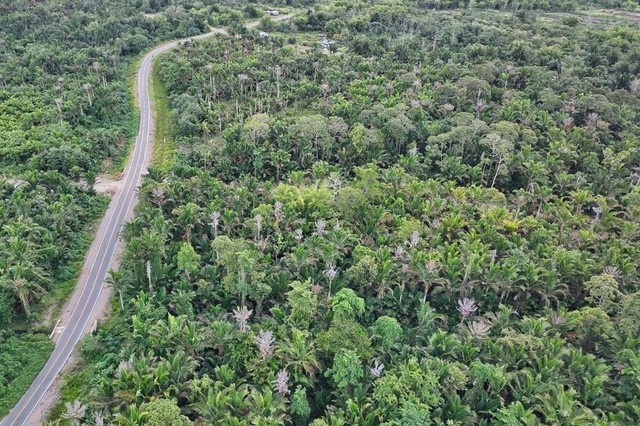 Perkuat Ketahanan Pangan, BIN Bina Pemuda Papua Geluti Pertanian dan ...