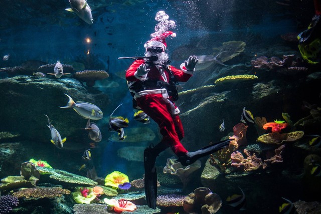 Foto: Sambut Natal, Sinterklas Menyelam di Akuarium Sea Life Bangkok ...