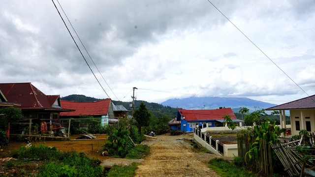 Foto: Menggali Potensi Kopi Rimba Candi Sumatera Selatan | kumparan.com