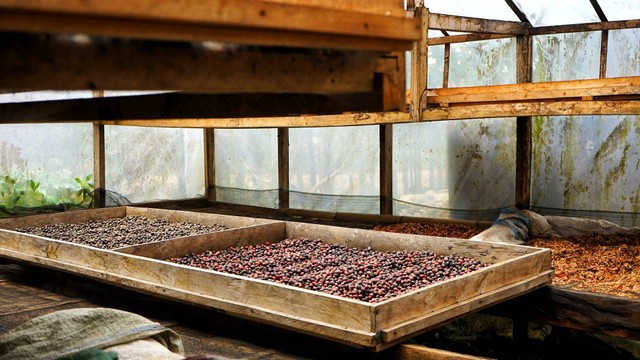 Foto: Menggali Potensi Kopi Rimba Candi Sumatera Selatan | kumparan.com