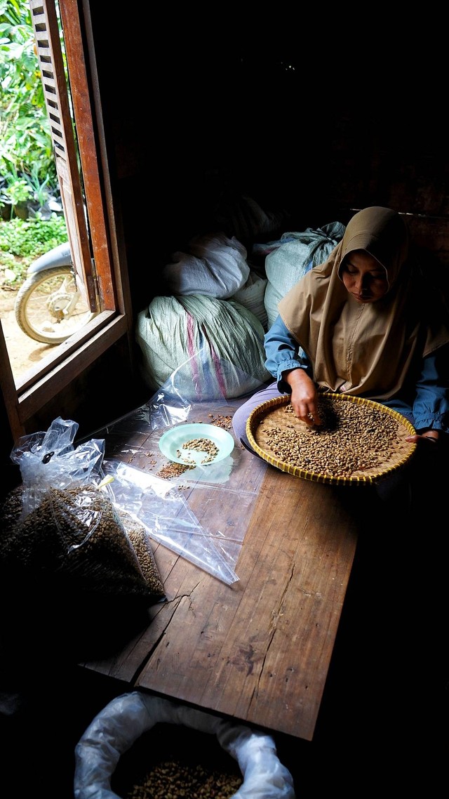 Foto: Menggali Potensi Kopi Rimba Candi Sumatera Selatan | kumparan.com