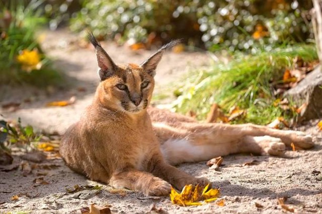 Harga Kucing Caracal beserta Fakta Unik dan Cara Merawatnya | kumparan.com