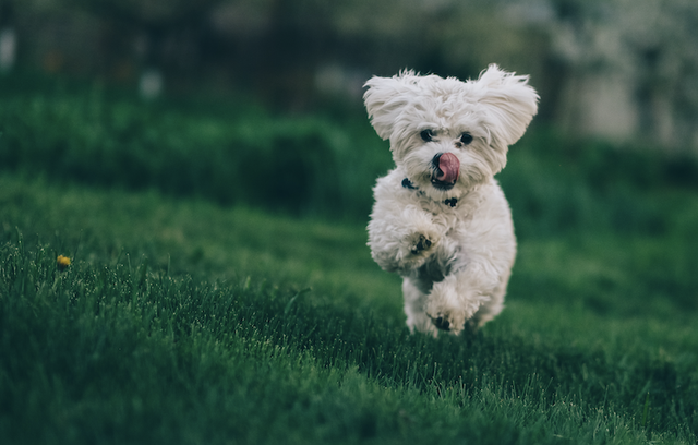 Cara Merawat Anjing untuk Pemula yang Mudah | kumparan.com