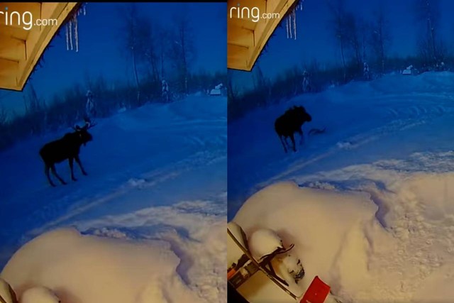 Detik-detik Rusa Moose Copot Tanduk Terekam Kamera, Ini Penampakannya ...